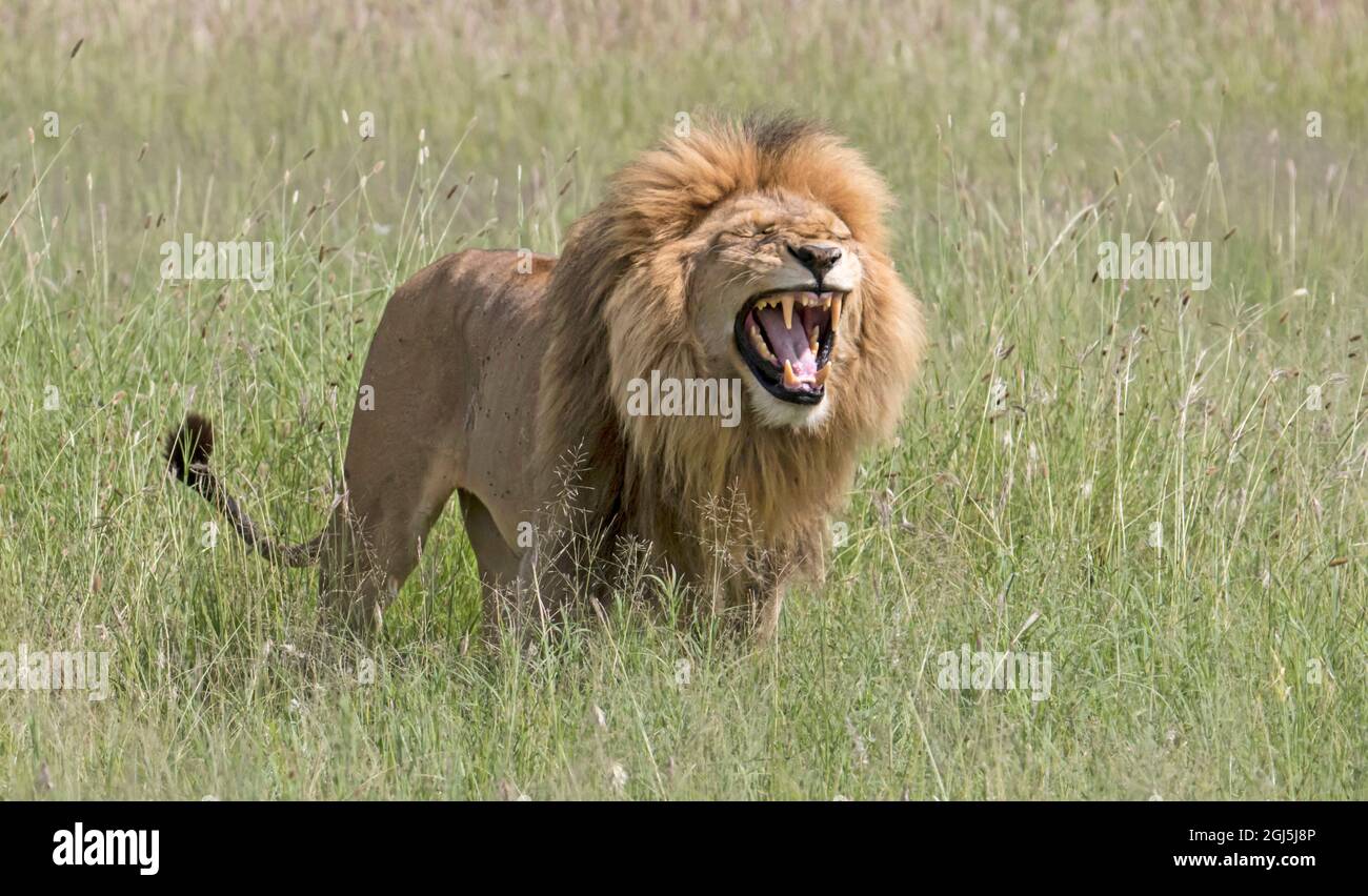 Africa, Tanzania, Serengeti. Lion displaying the Flehmen reaction ...