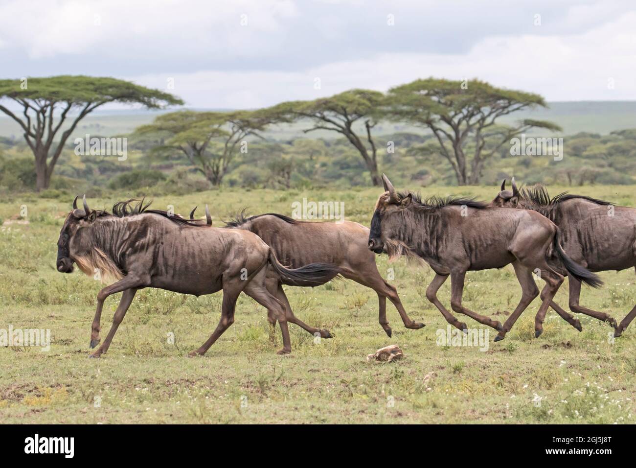 Tanzania migration running hi-res stock photography and images - Alamy