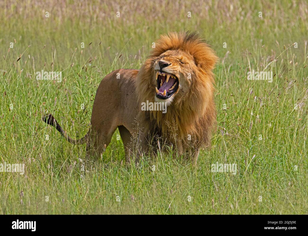 Africa, Tanzania, Serengeti National Park, Lion, showing the Flehmen ...
