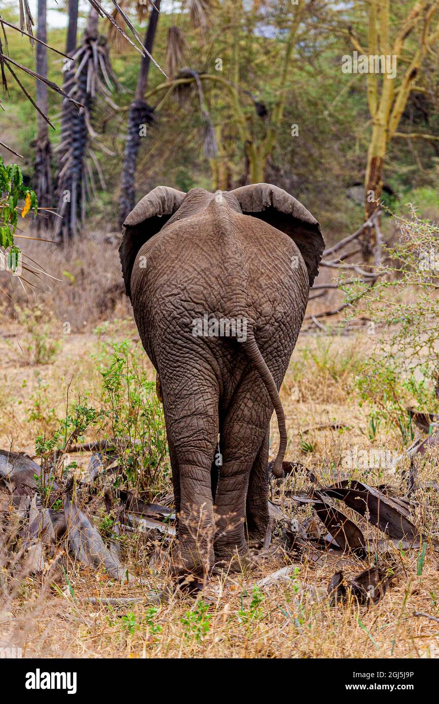 Elephants backside hi-res stock photography and images - Alamy