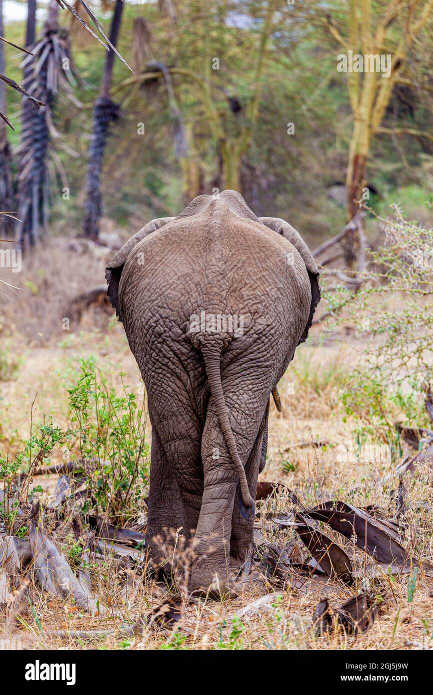 An African elephant's backside Stock Photo - Alamy