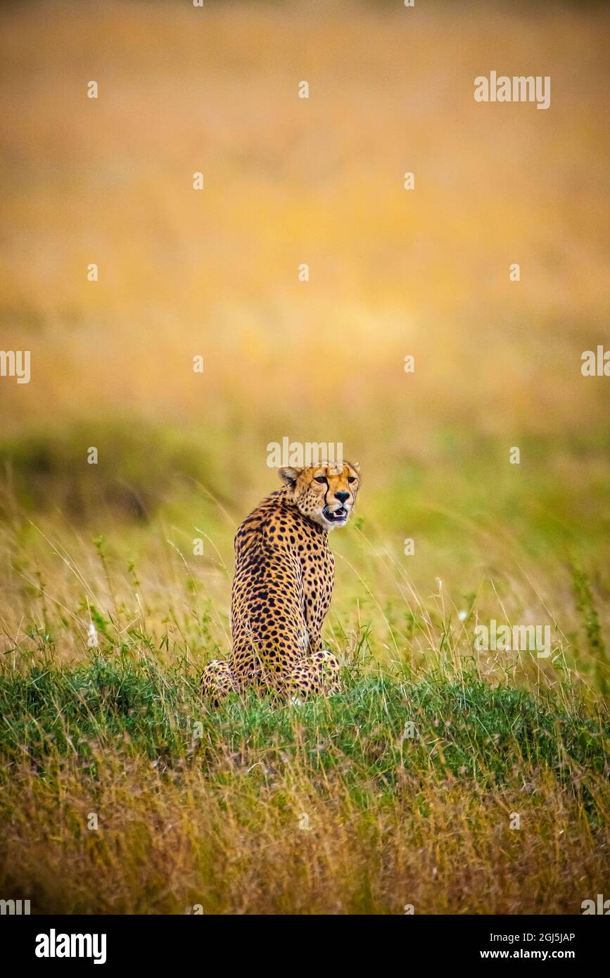 A male cheetah looks back Stock Photo - Alamy