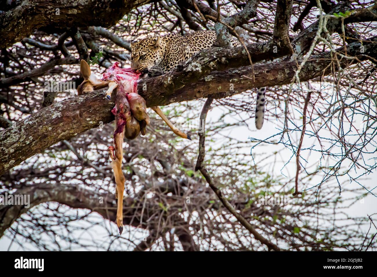A leopard feeds on an impala in a tree on the plains of the Serengeti ...