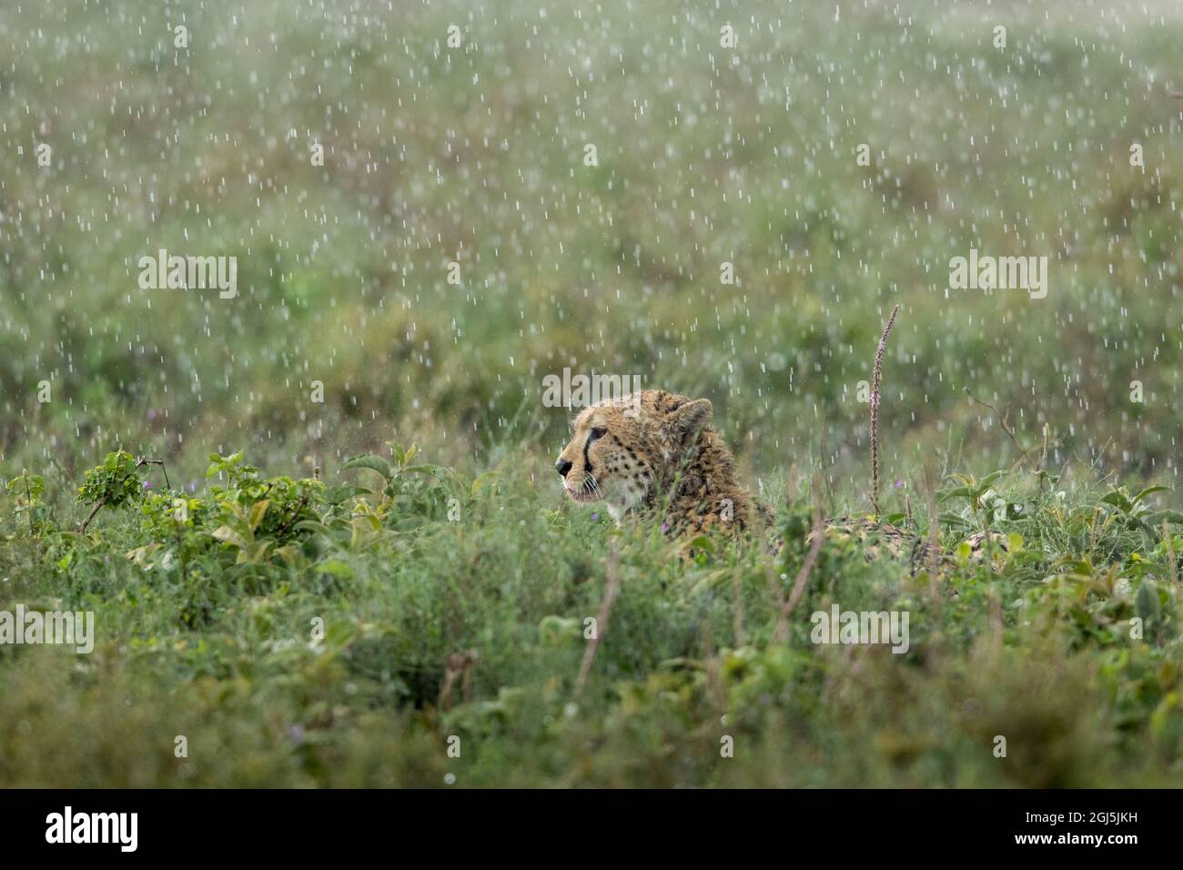 Tanzania, Ngorongoro Conservation Area, Adult Cheetah (Acinonyx jubatas ...