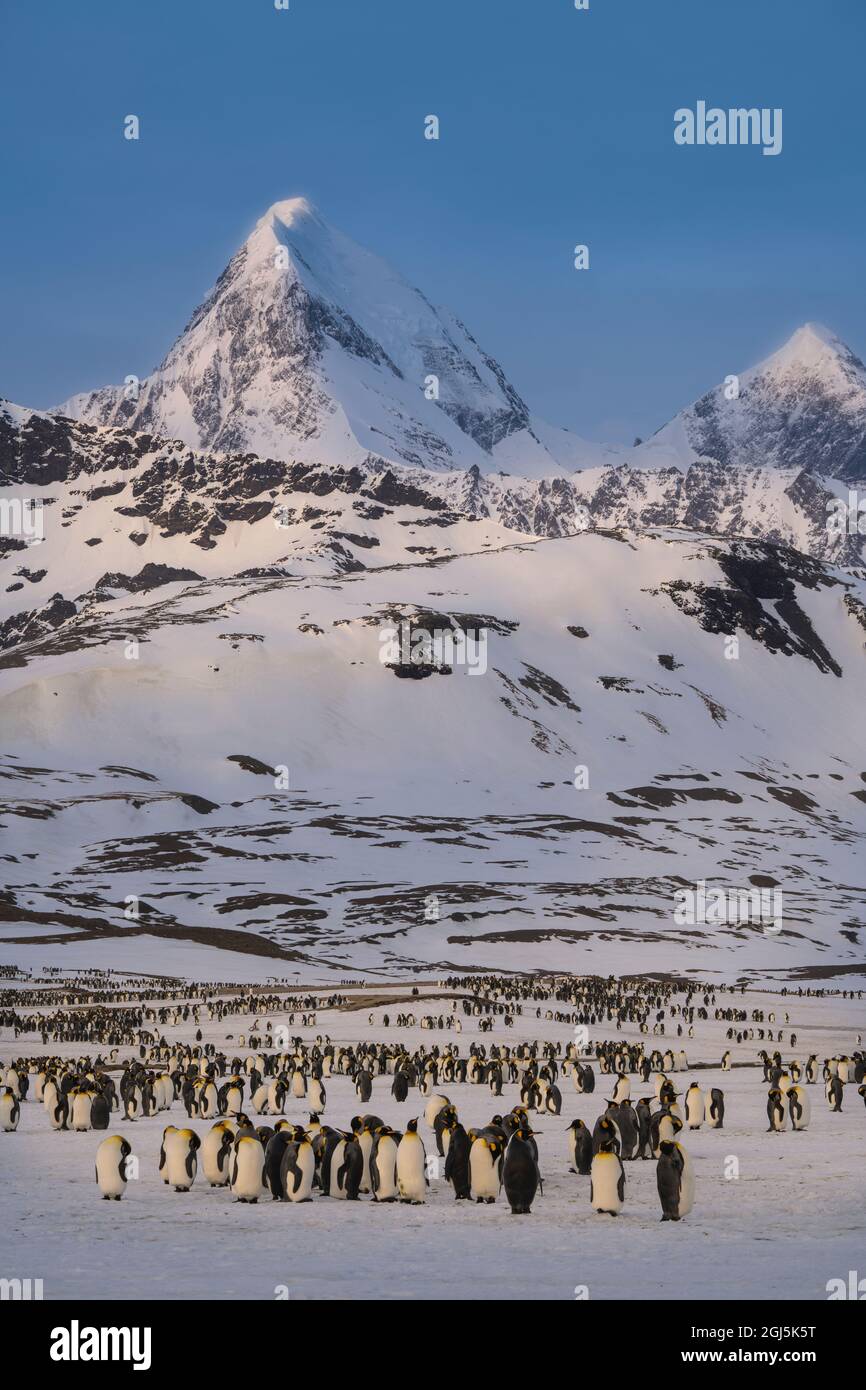 Antarctica, South Georgia Island, St. Andrews Bay. King penguin colony and mountains. Credit as ...