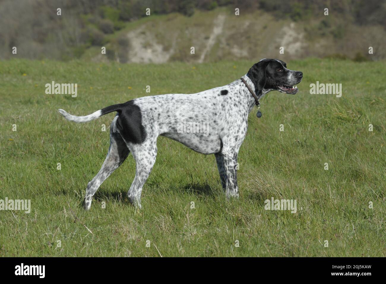 Female English Pointer on hillside in Hampshire Stock Photo - Alamy