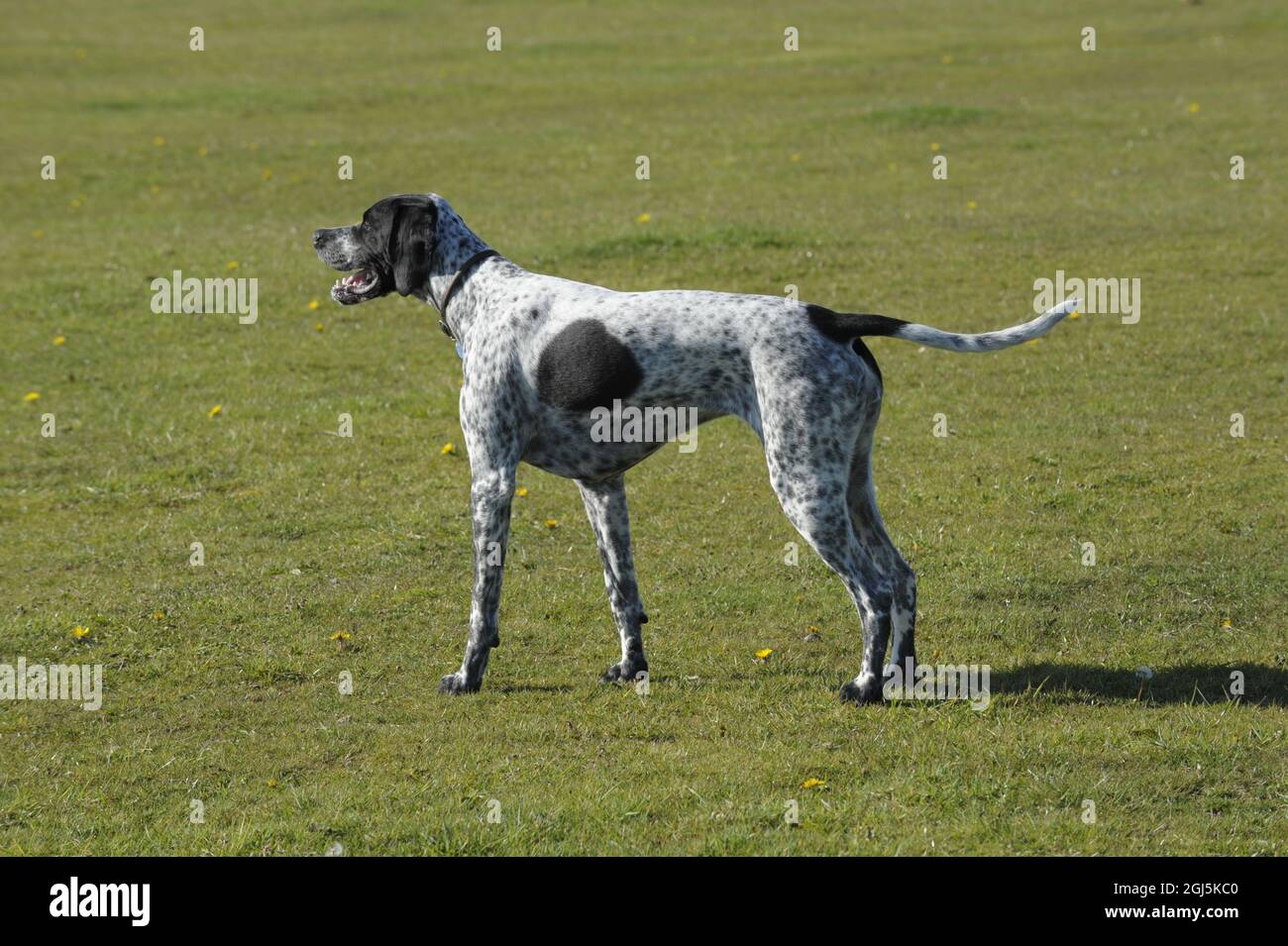 Female English Pointer on hillside in Hampshire Stock Photo - Alamy