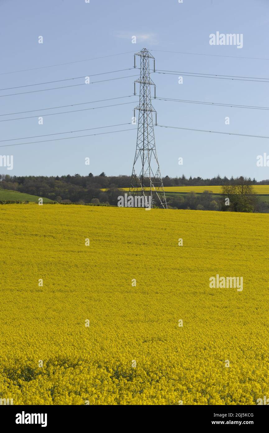 Bright yellow flowering rape under electricity pylons Stock Photo - Alamy