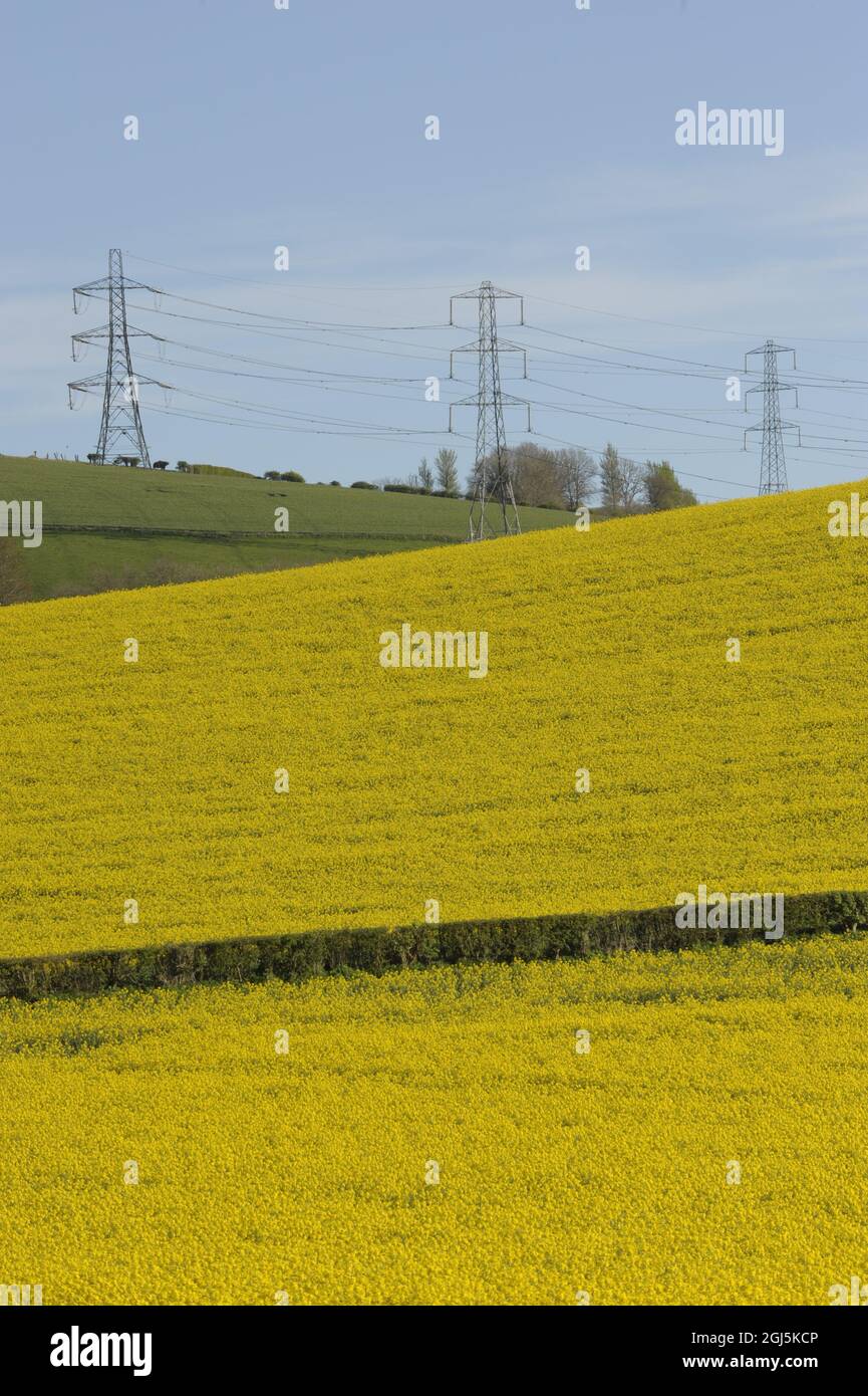 Bright yellow flowering rape under electricity pylons Stock Photo - Alamy