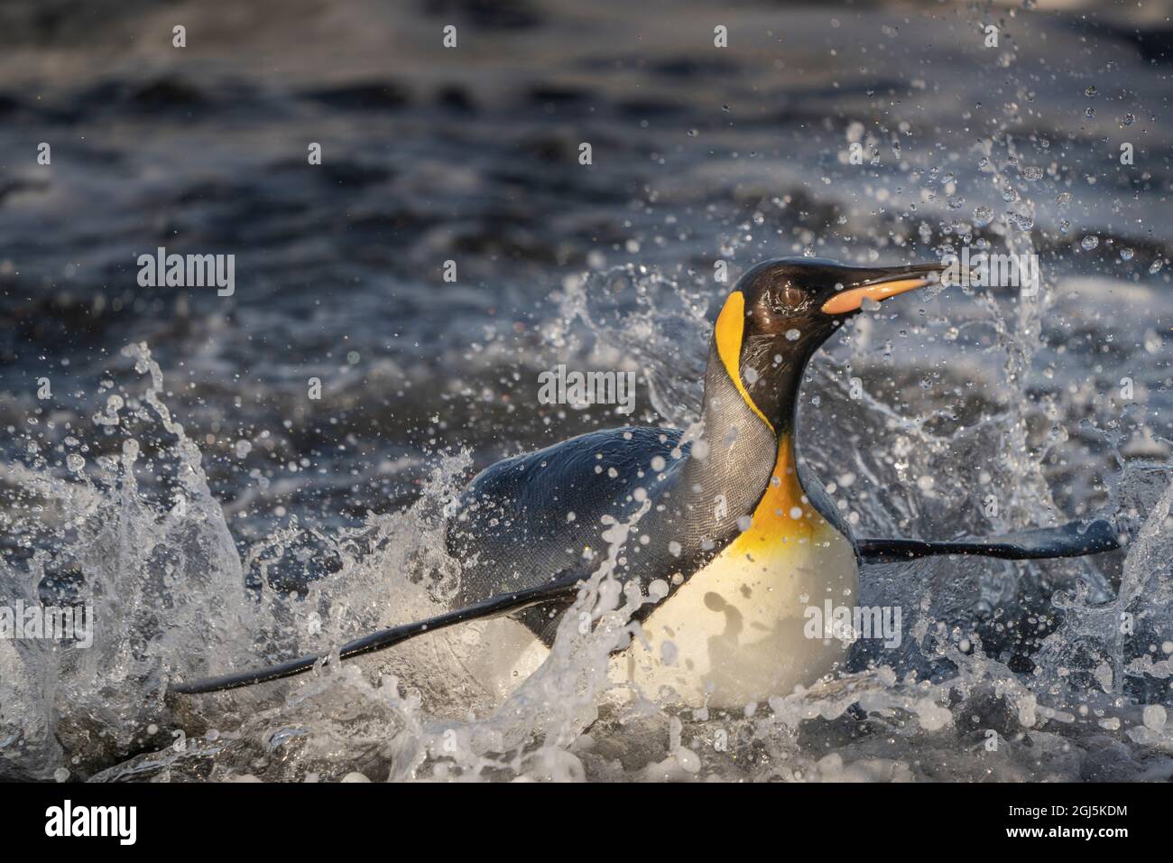 Antarctica, South Georgia Island, Salisbury Plain. King penguin emerging from surf. Credit as ...
