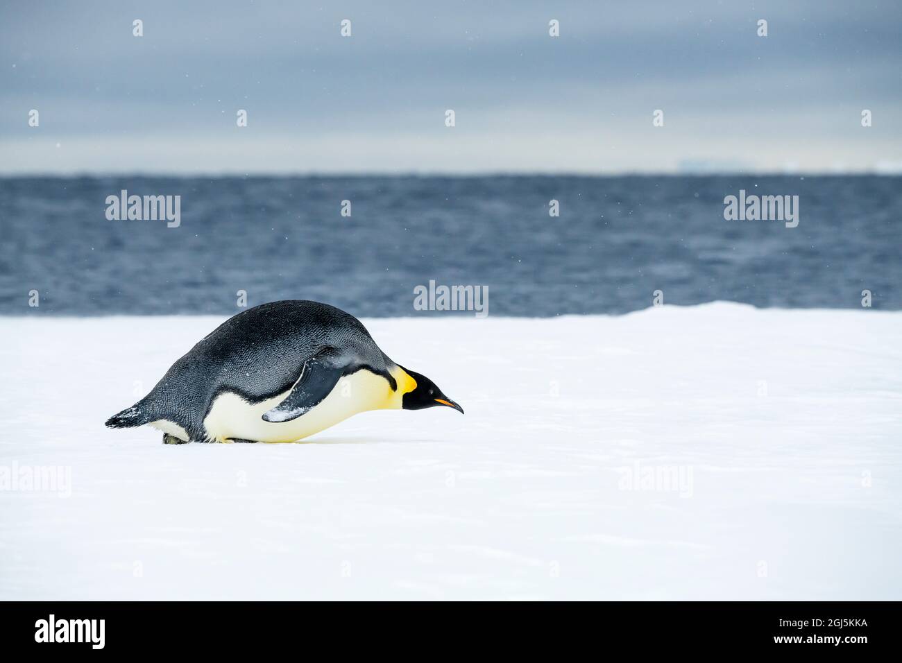 Snow Hill Island, Antarctica. Adult Emperor Penguin tobogganing to save ...