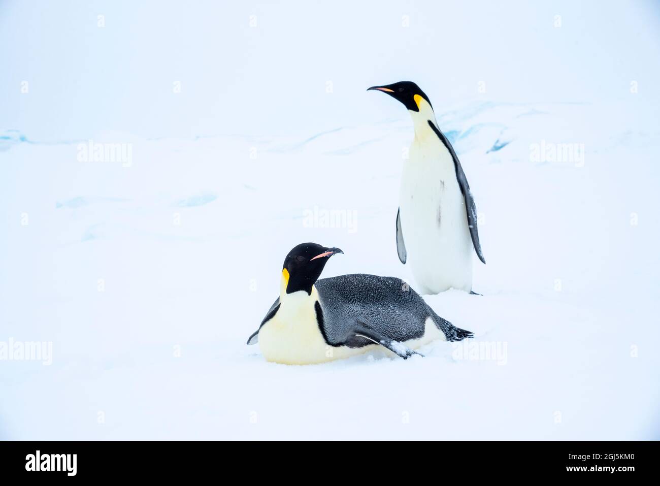 Snow Hill Island, Antarctica. Adult Emperor penguin tobogganing to save ...