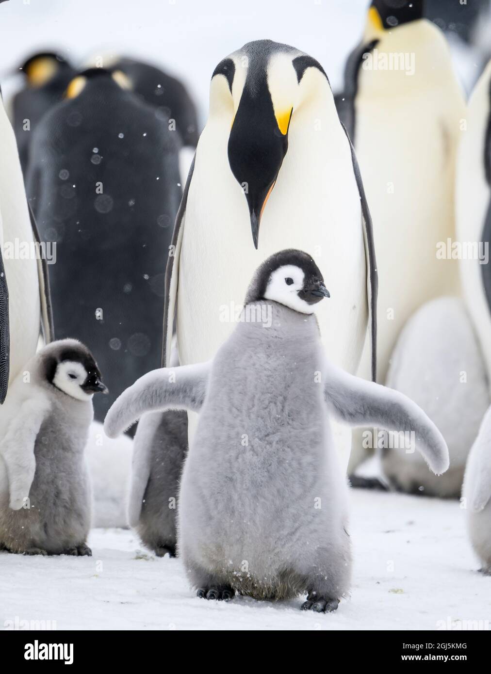 Snow Hill Island, Antarctica. Juvenile Emperor penguin chick stretching ...