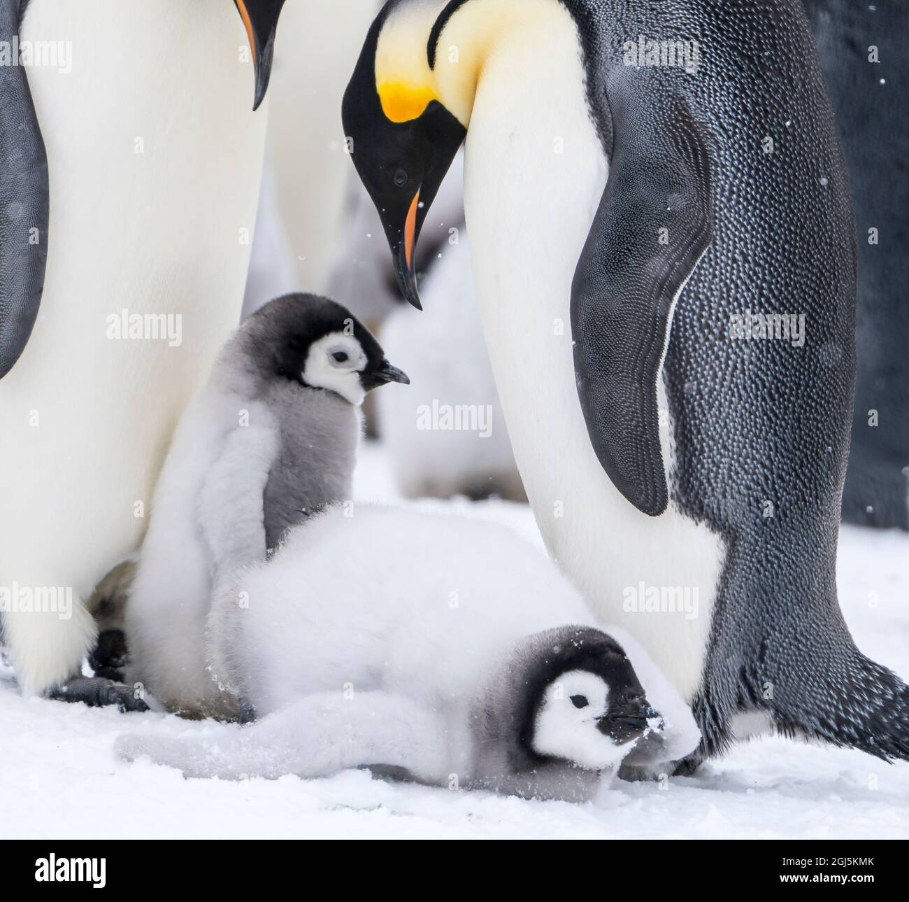 Snow Hill Island, Antarctica. Juvenile Emperor penguin taking a rest ...
