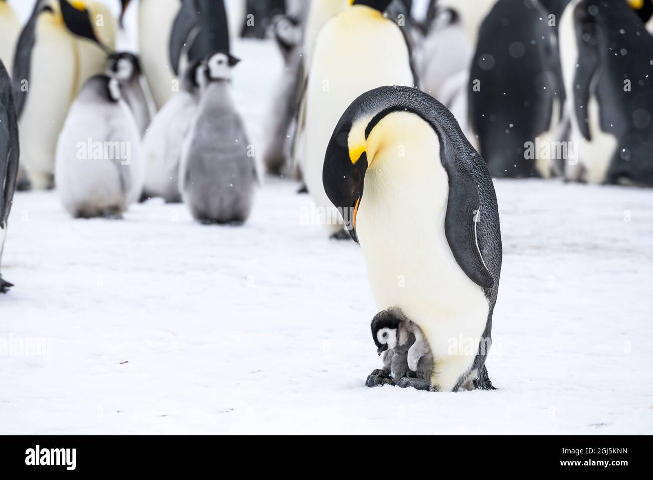 Snow Hill Island, Antarctica. Emperor penguin parent with tiny chick on ...