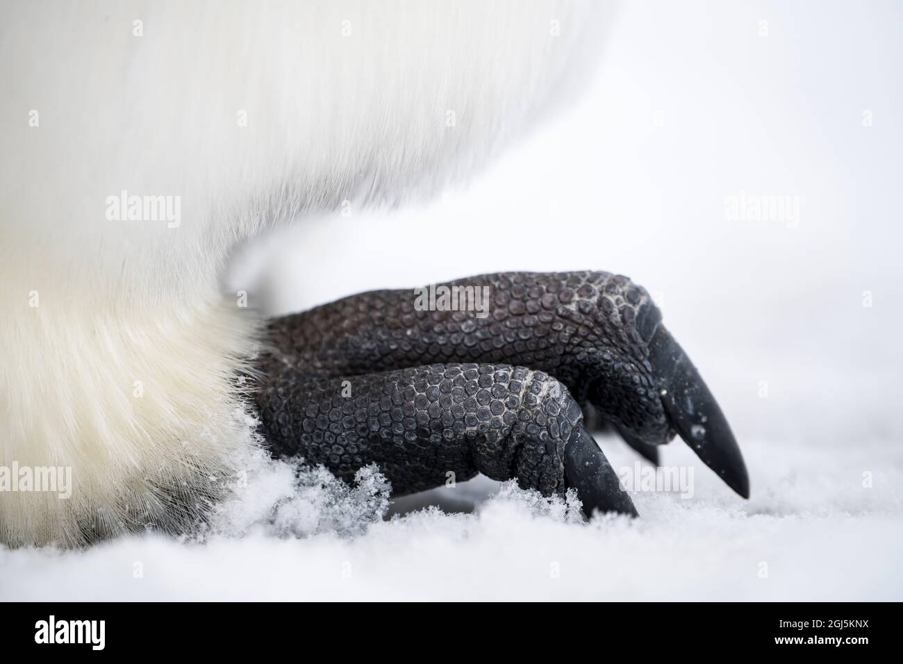 Snow Hill Island, Antarctica. Close-up of adult emperor penguin foot ...