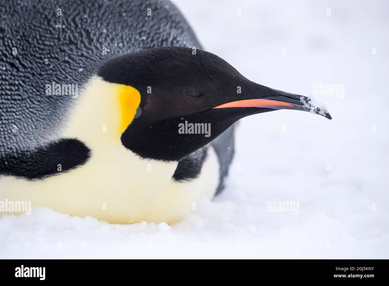 Snow Hill Island, Antarctica. Close-up emperor penguin on its belly ...