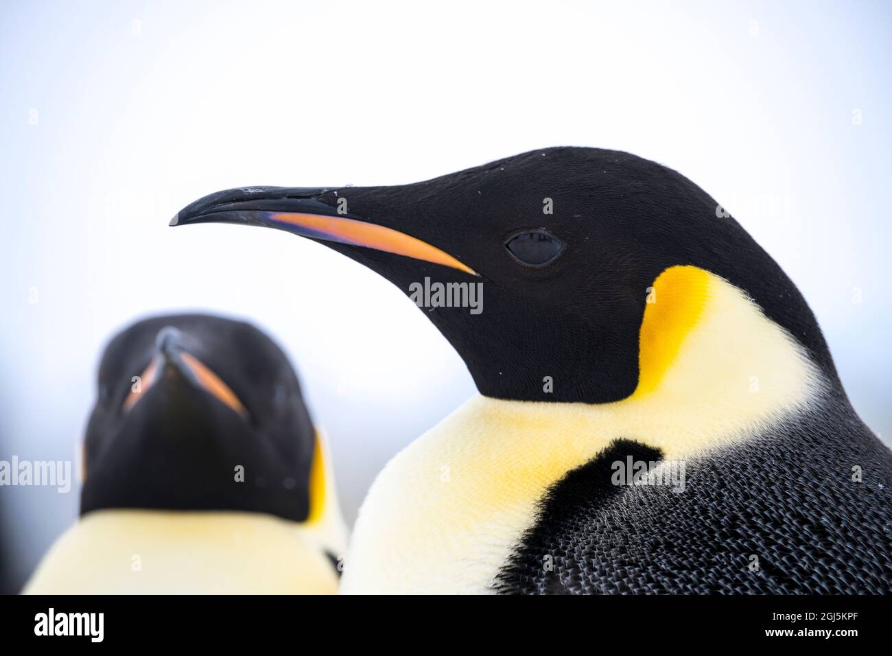 Snow Hill Island, Antarctica. Emperor penguin side portrait Stock Photo ...