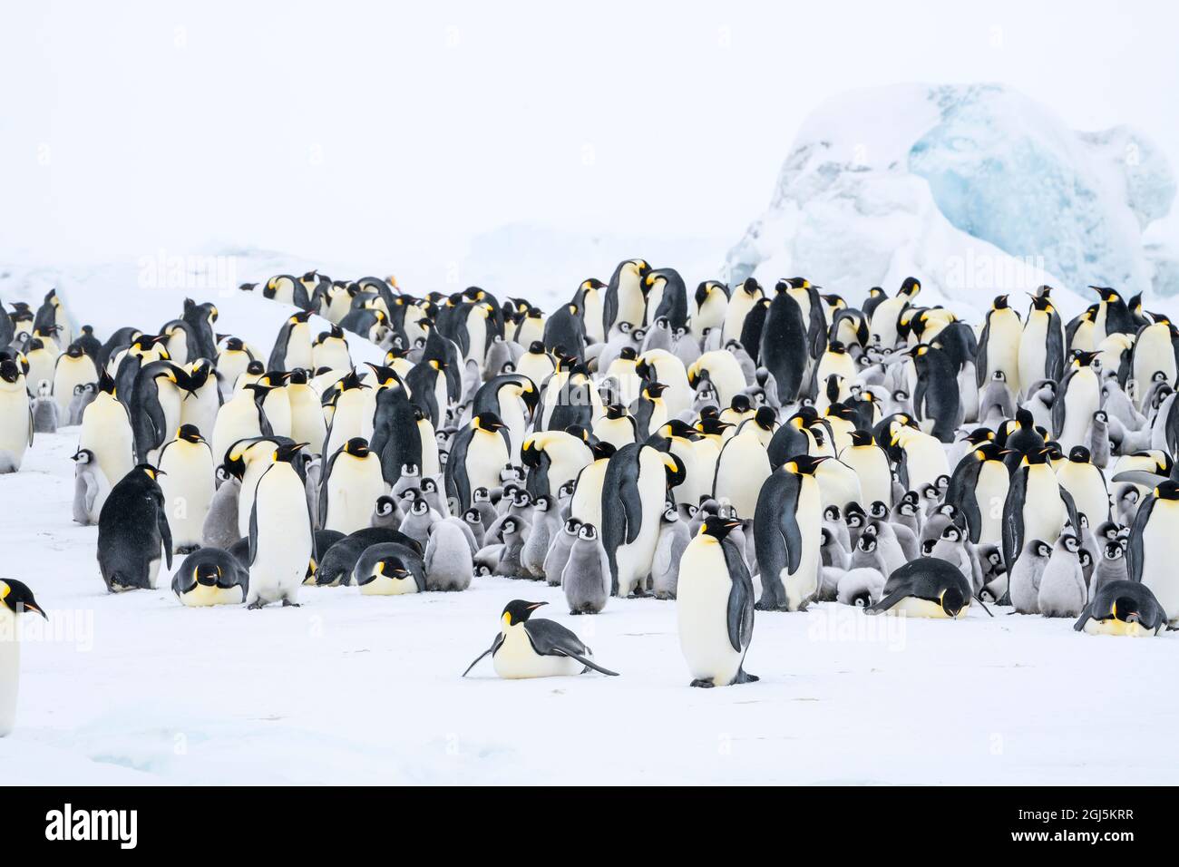 Emperor Penguin Colony Hi Res Stock Photography And Images Alamy