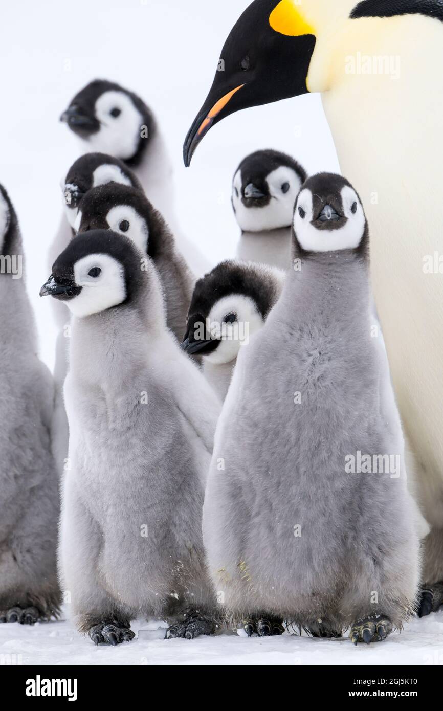 Emperor penguin creche hi-res stock photography and images - Alamy