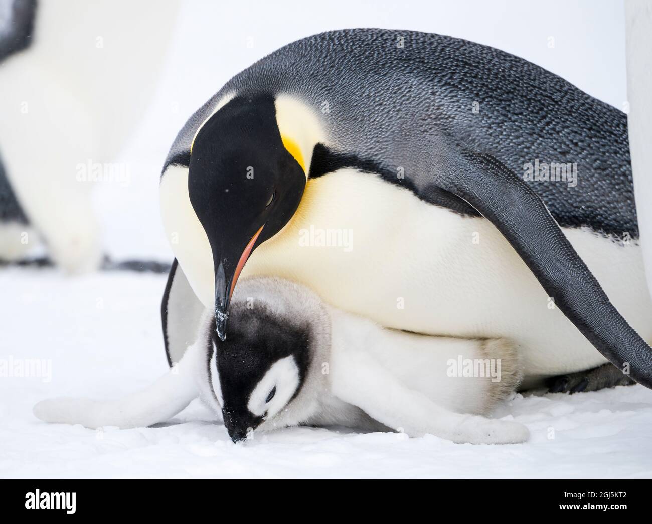 Dee Chi High Resolution Stock Photography and Images - Alamy