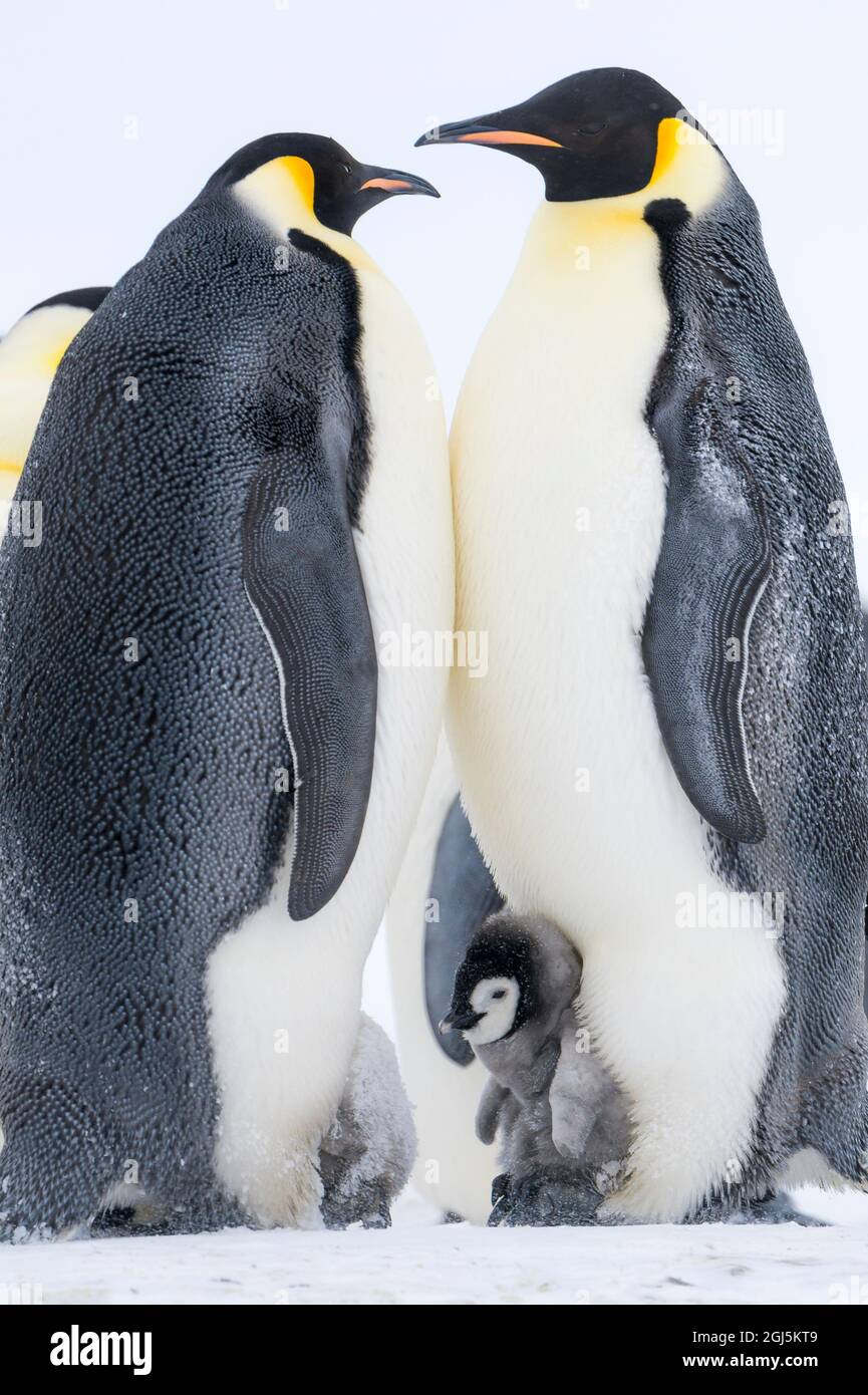 Penguin storm antarctica hi-res stock photography and images - Alamy