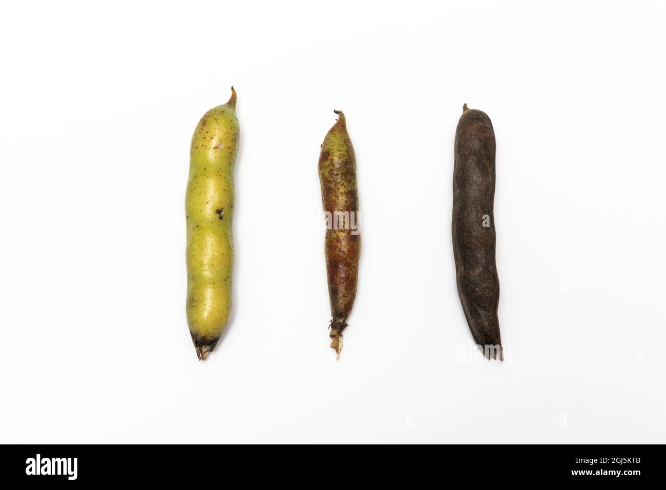 Spring Bean development stages - white background Stock Photo - Alamy