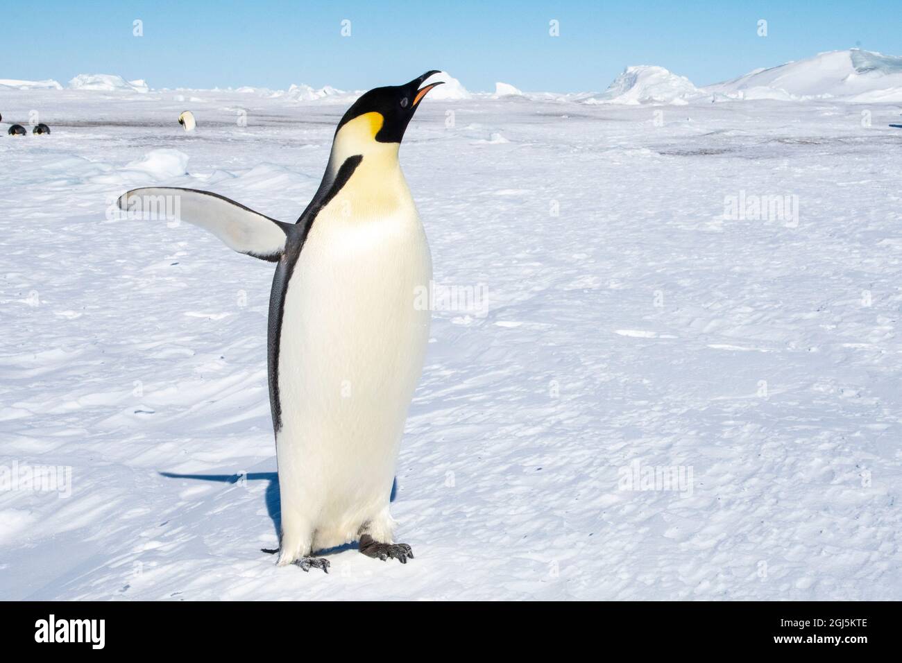 Snow Hill Island, Antarctica. Emperor Penguin stretching and flapping ...