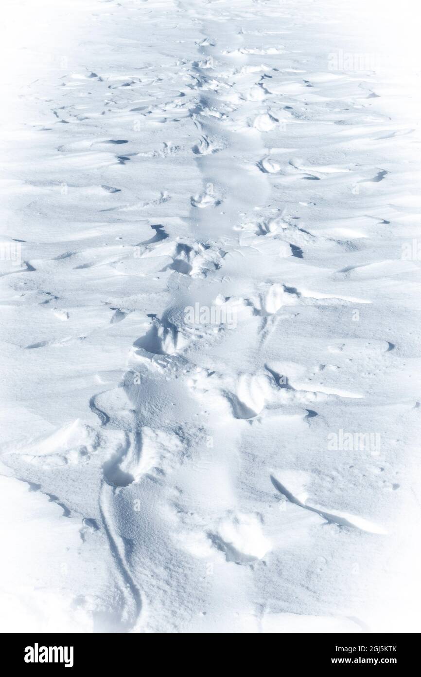 Snow Hill Island, Antarctica. Emperor penguin tobogganing track made ...