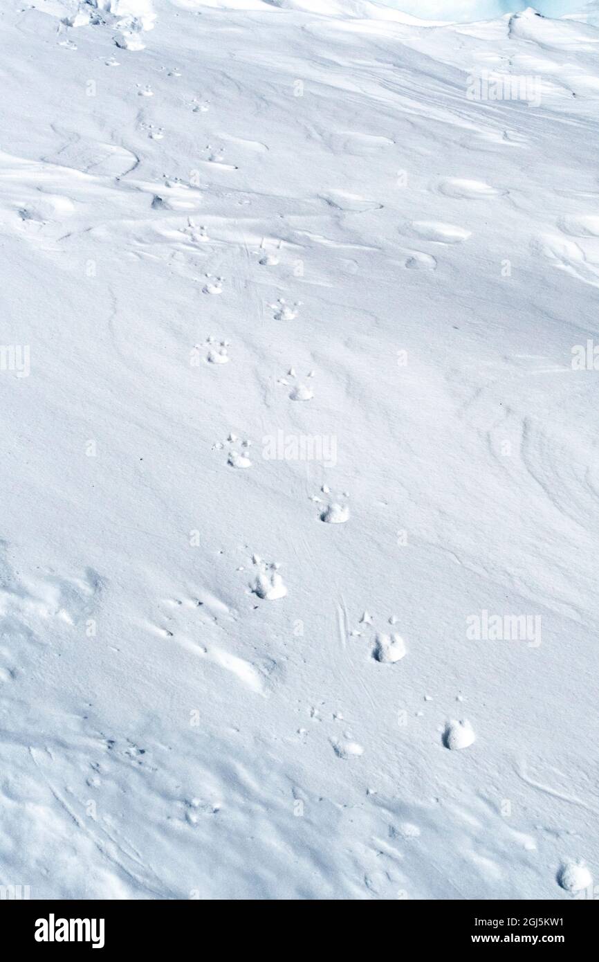 Snow Hill Island, Antarctica. Emperor penguin tracks Stock Photo - Alamy