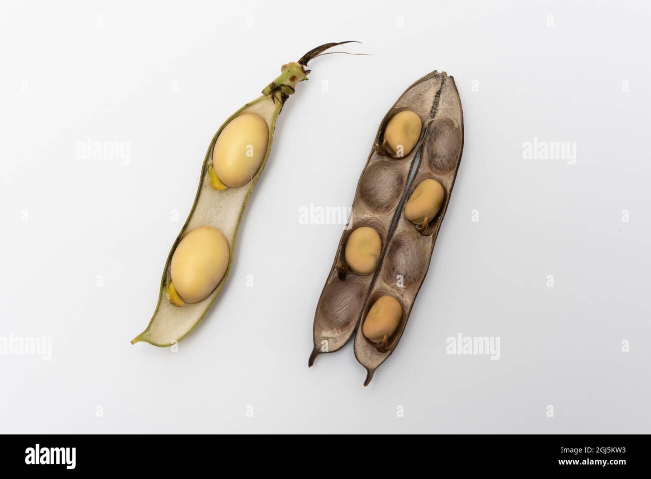 Spring Bean development stages - white background Stock Photo - Alamy