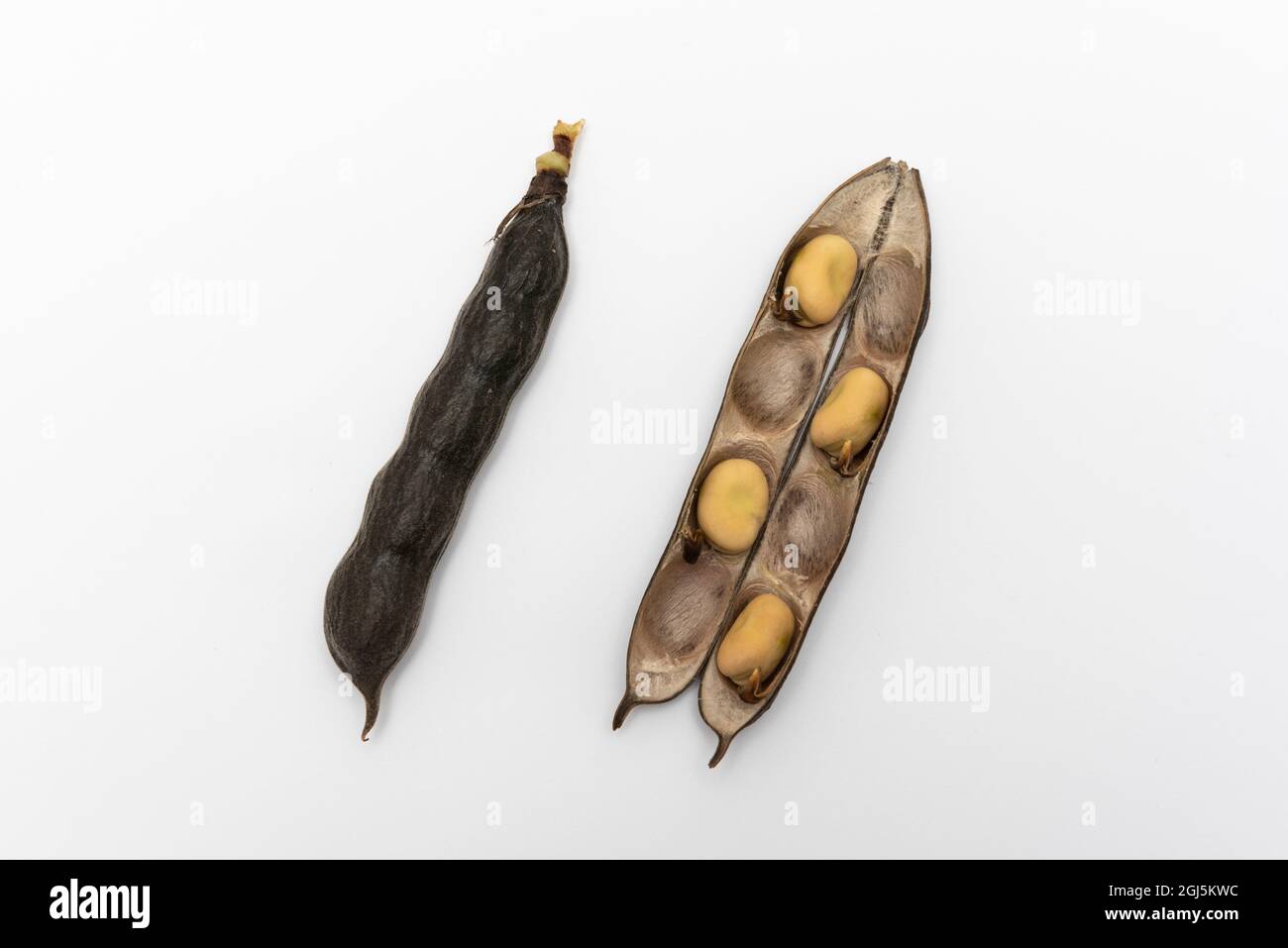 Spring Bean development stages - white background Stock Photo - Alamy
