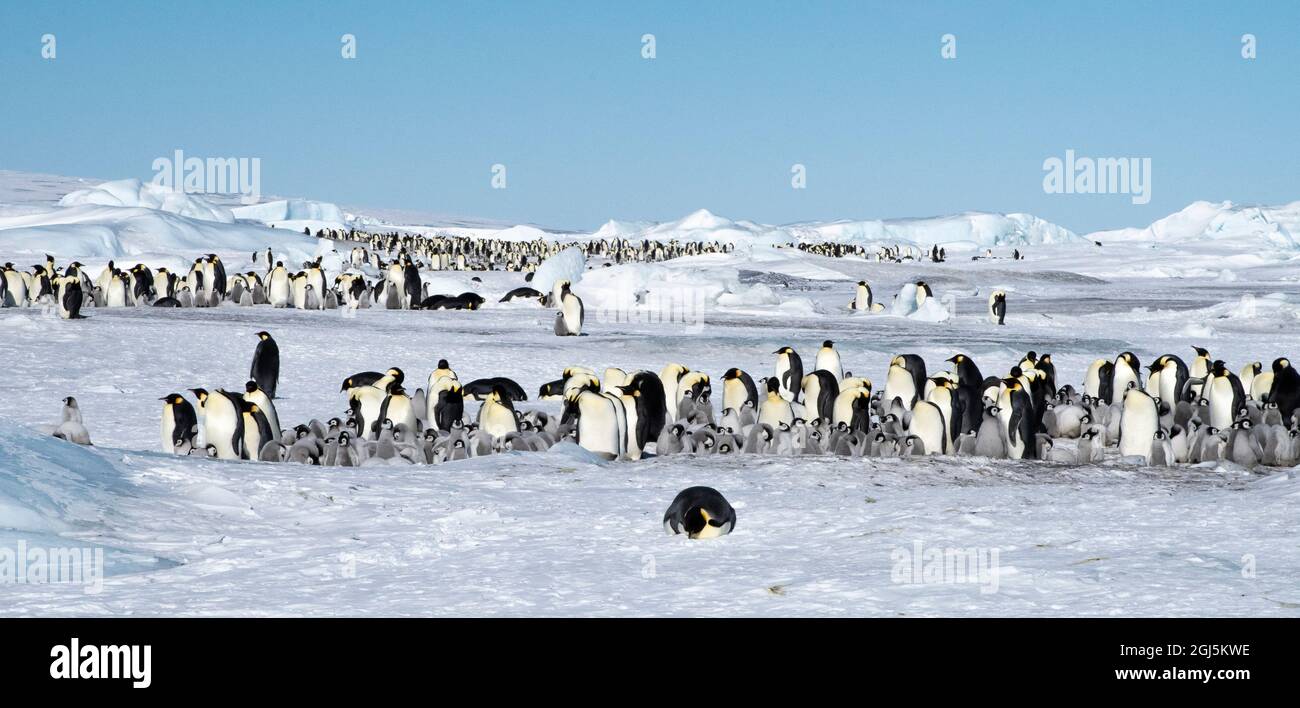 Snow Hill Island, Antarctica. Scenic emperor penguin colony with chicks ...