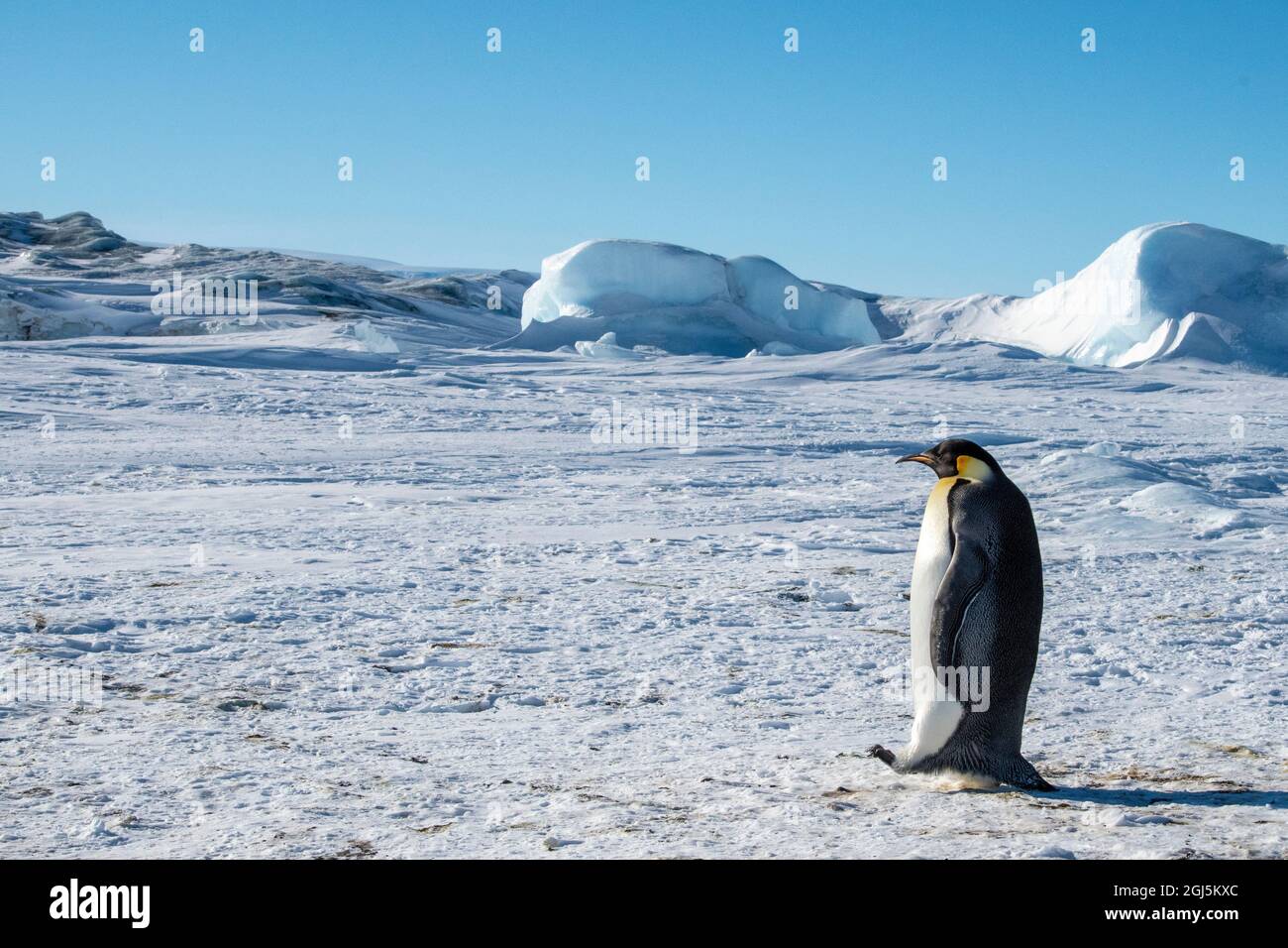 Snow Hill Island, Antarctica. Emperor Penguin walking across the ice ...