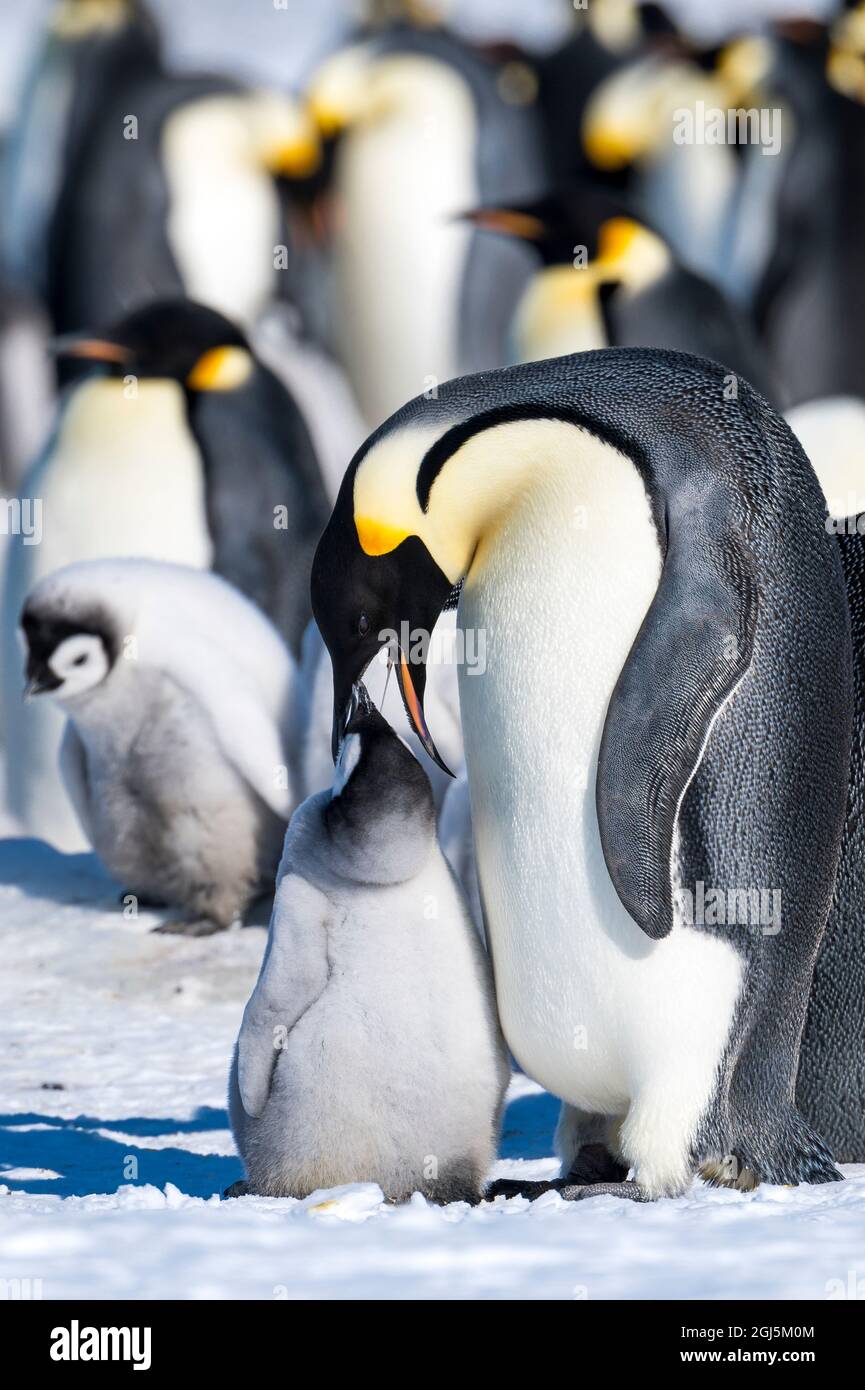 Emperor Penguin Feeding Chick