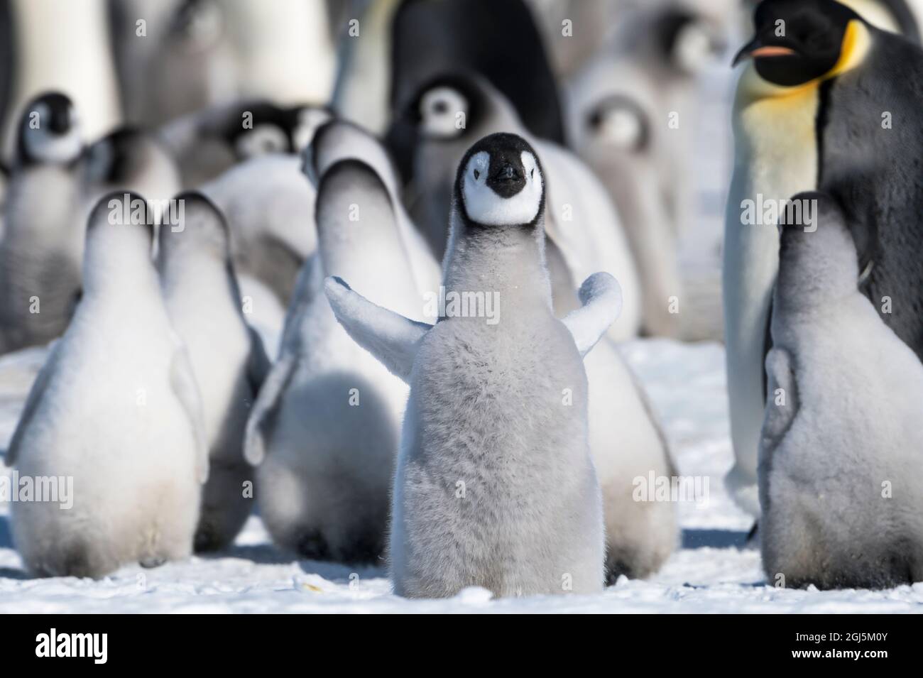 Snow Hill Island, Antarctica. Emperor penguin chick discovers flapping ...