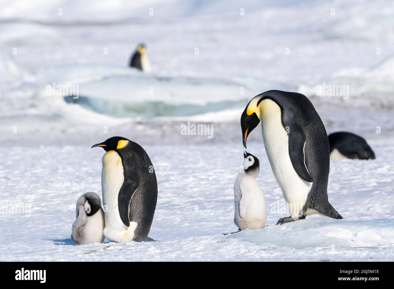 Snow Hill Island, Antarctica. Two emperor penguin parents each with ...