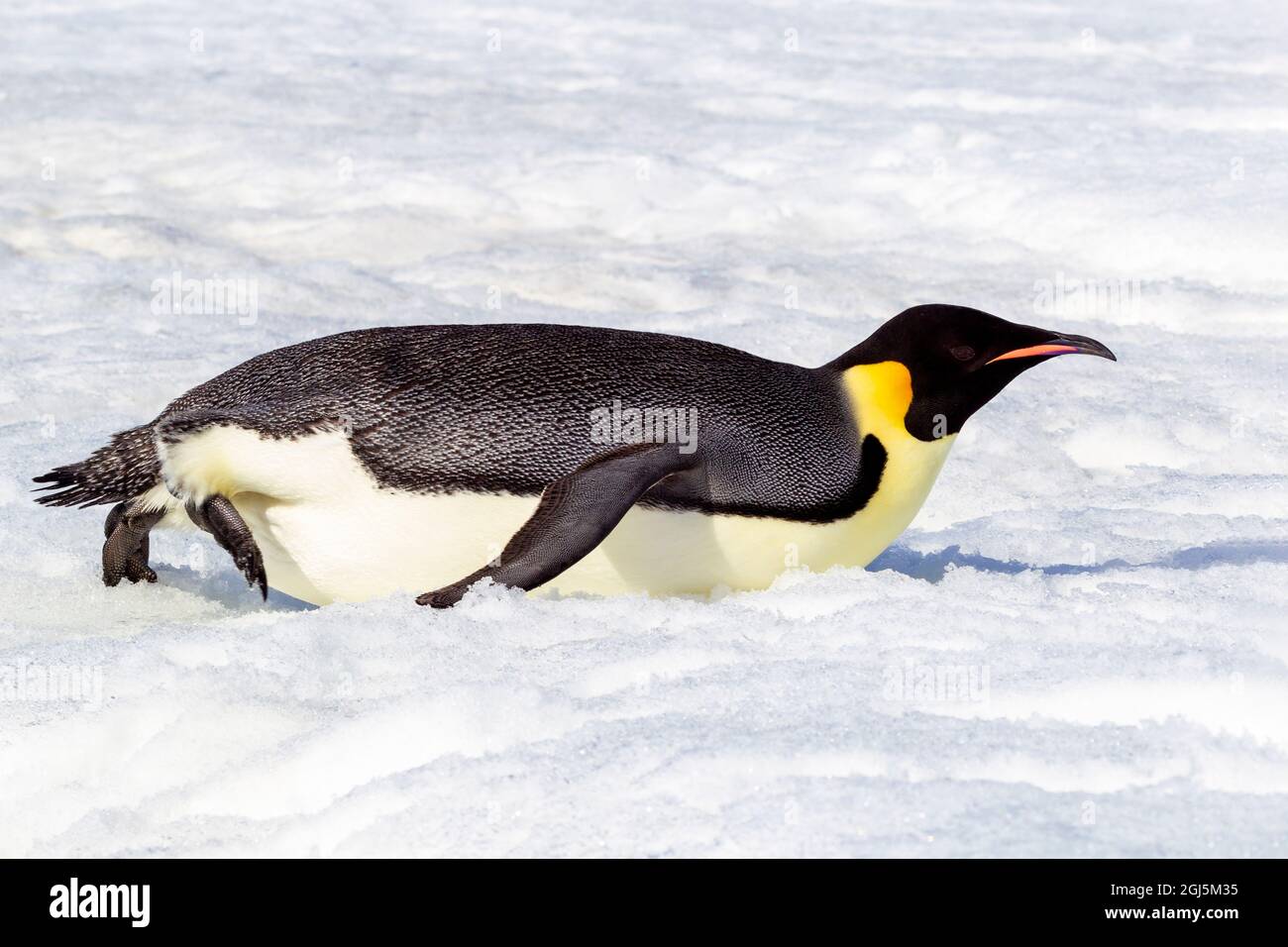 Penguin Sliding On Belly