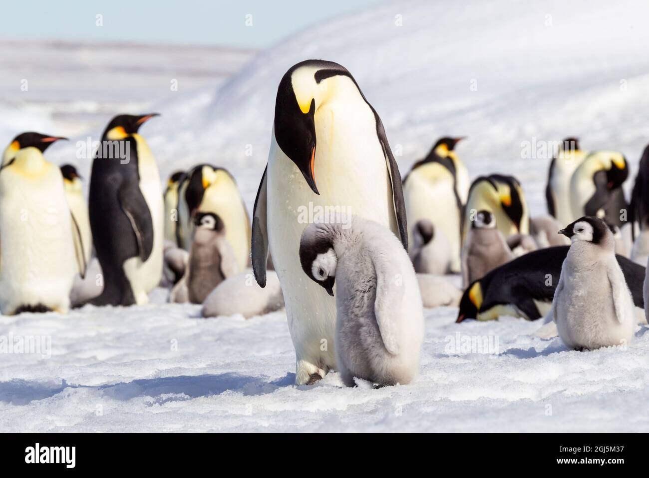 Emperor penguin chick food hi-res stock photography and images - Alamy