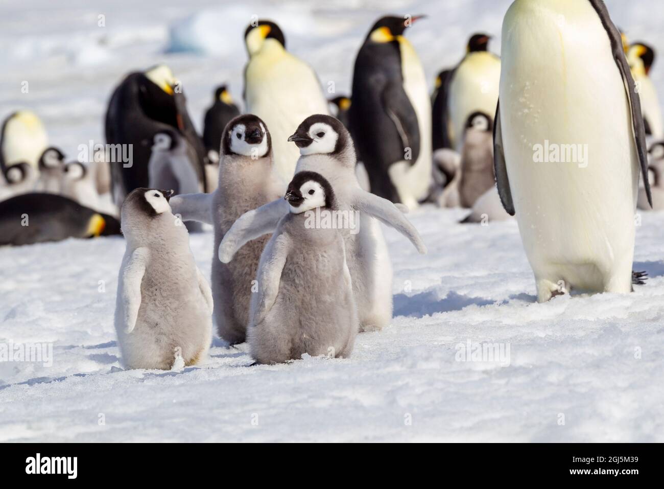 Antarctica, Snow Hill. A group of emperor penguin chicks huddle ...