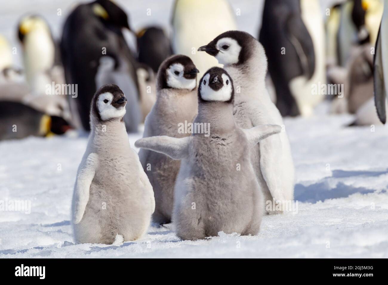 Baby Penguins Huddling