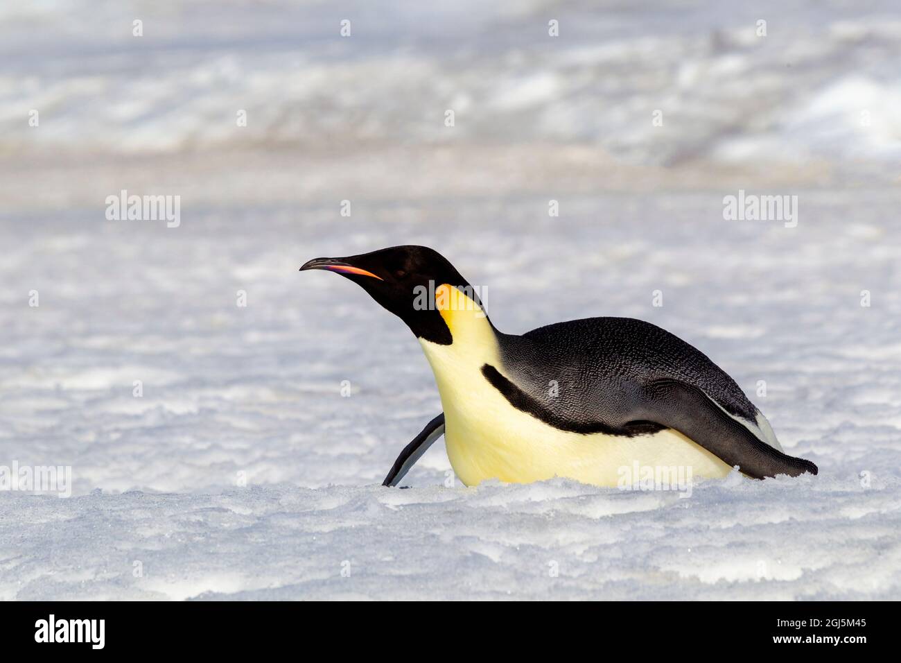 Emperor Penguin Sliding