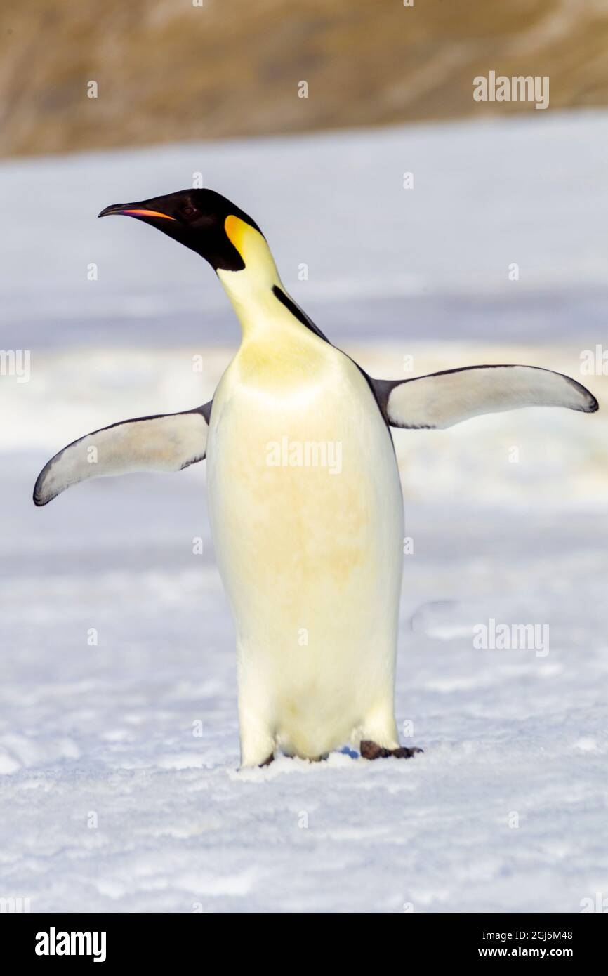 Antarctica, Snow Hill. An emperor penguin adult stands by itself ...