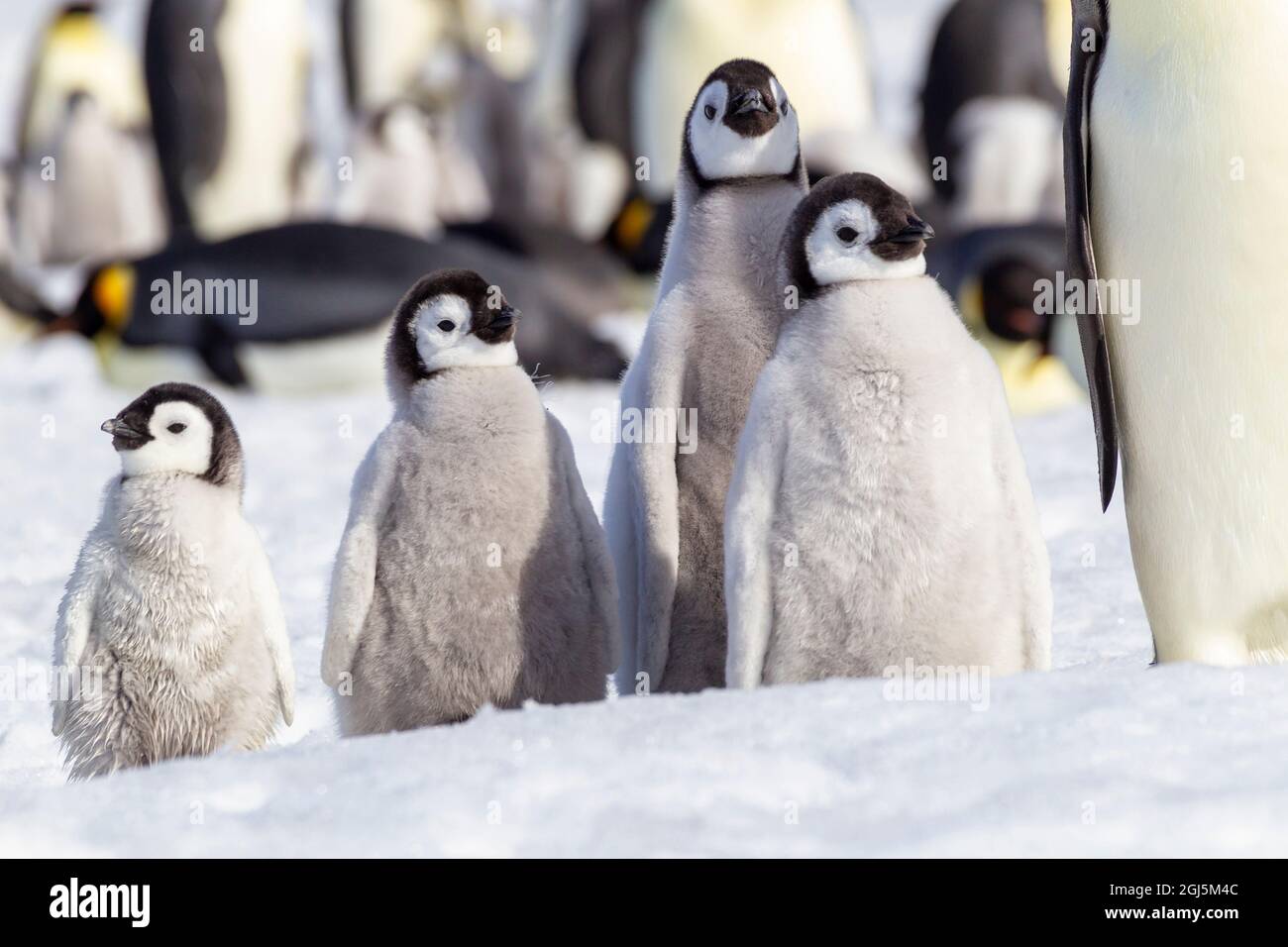 Antarctica, Snow Hill. A group of emperor penguin chicks huddle ...