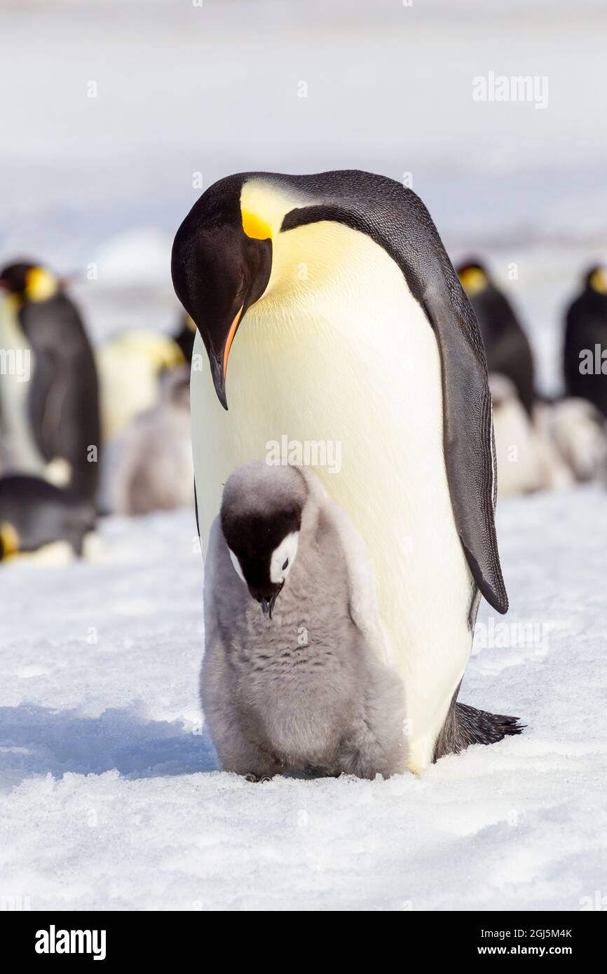 Emperor penguin head hi-res stock photography and images - Alamy