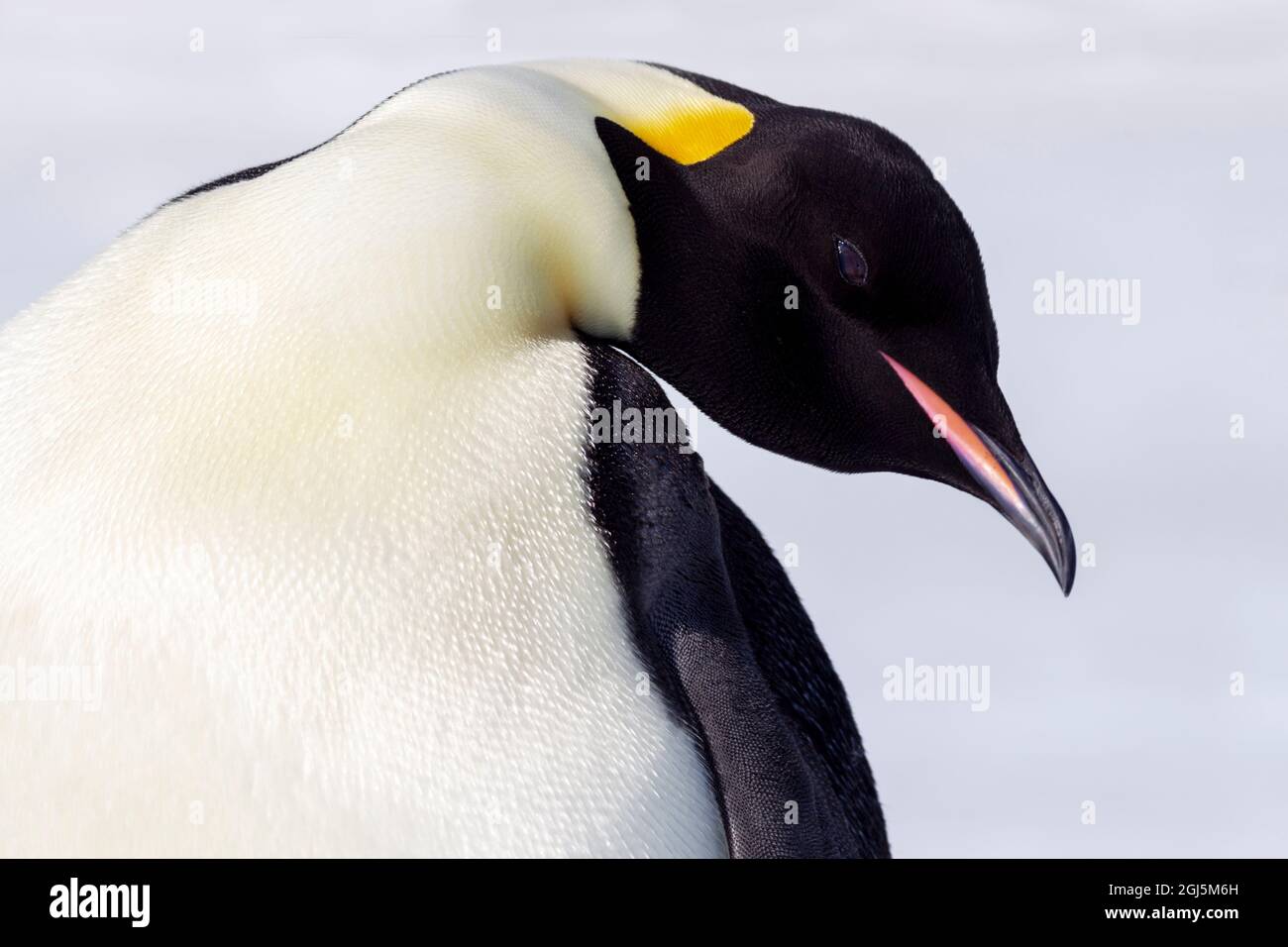 Antarctica, Snow Hill. Headshot of an emperor penguin adult Stock Photo ...