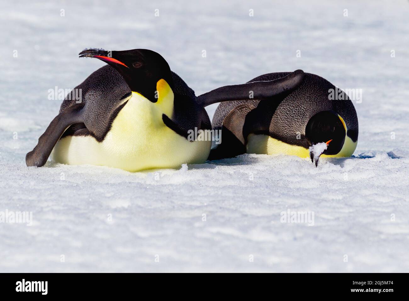 Emperor Penguins Eating