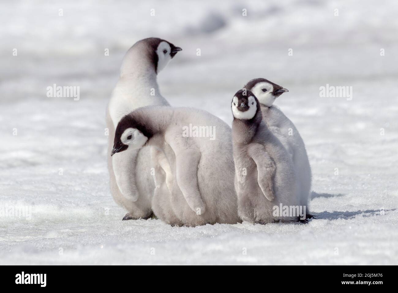 Emperor penguin chicks rookery hi-res stock photography and images - Alamy