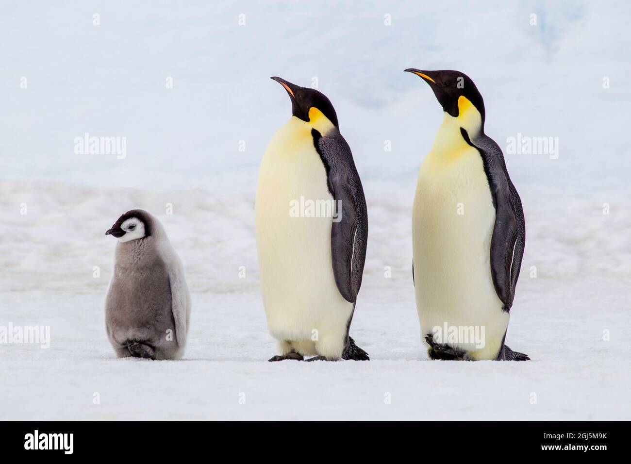 Two penguins stand on hi-res stock photography and images - Alamy