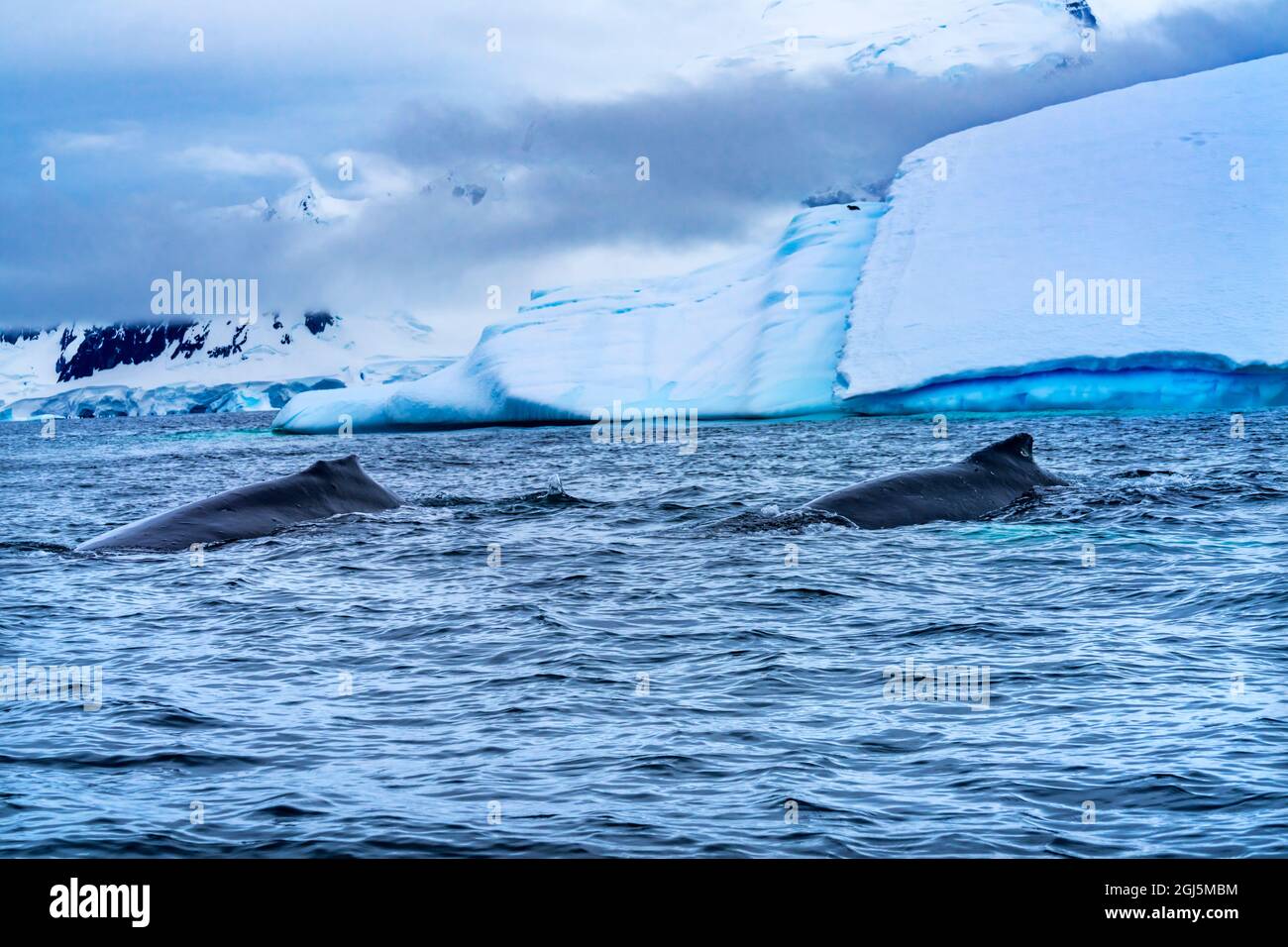 Two Humpback Baleen Whales Chasing Krill blue iceberg Floating sea ...